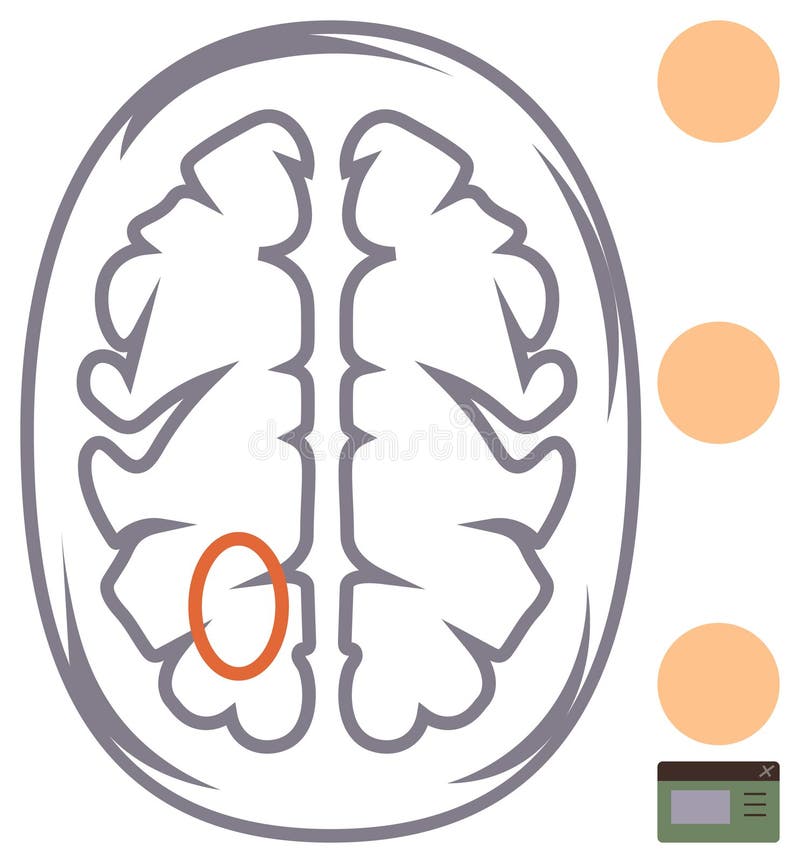 Specific Lobe Stock Illustrations – 21 Specific Lobe Stock ...