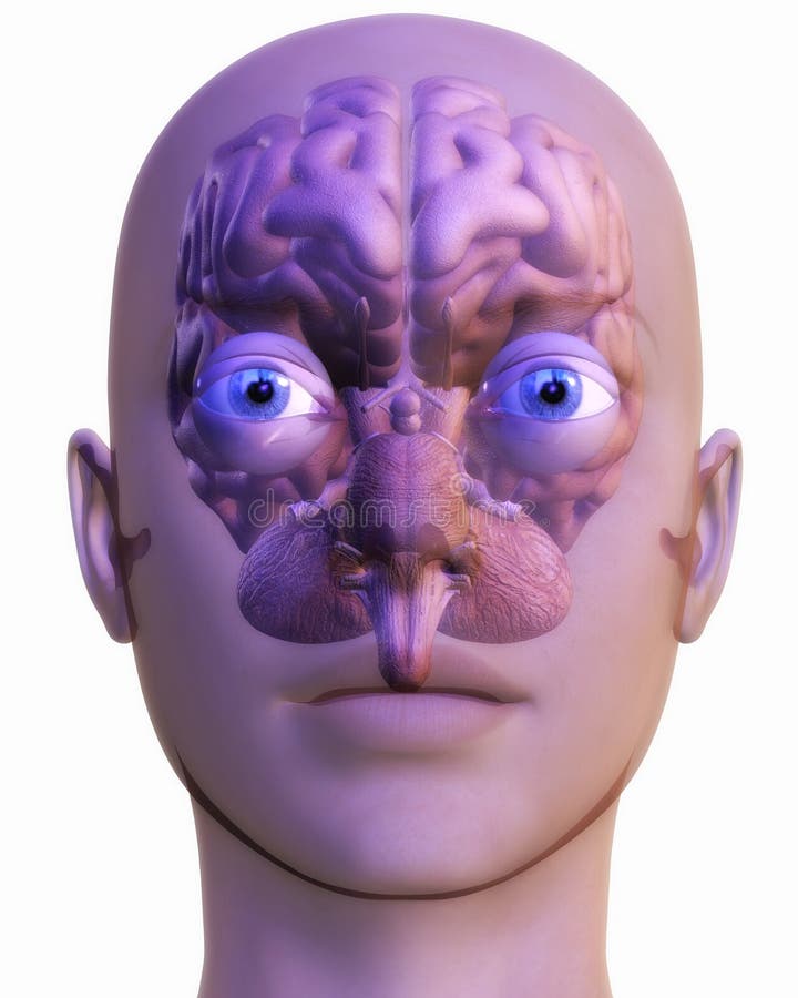 Human brain frontal view stock illustration. Illustration of cray ...