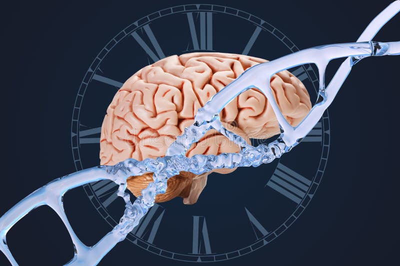 Human Brain on DNA Helix Background, Deoxyribonucleic Acid, Nucleic ...