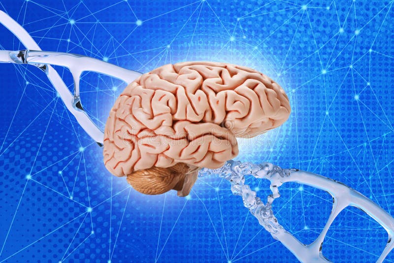 Human Brain on DNA Helix Background, Deoxyribonucleic Acid, Nucleic ...