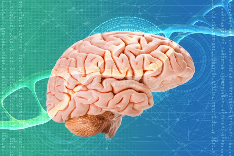 Human Brain on DNA Helix Background, Deoxyribonucleic Acid, Nucleic ...