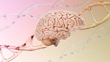 Human Brain, Dna Structure Helix, Deoxyribonucleic Acid, Nucleic Acid ...