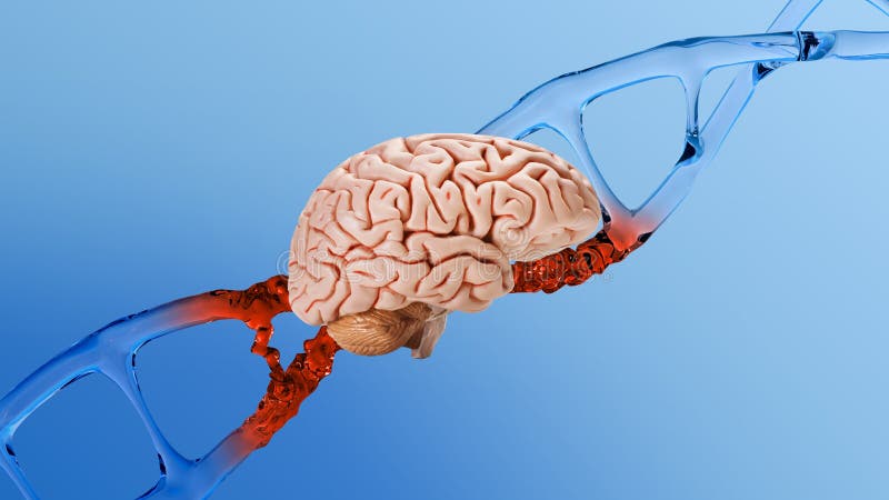 Human Brain, Dna Structure Helix, Deoxyribonucleic Acid, Nucleic Acid ...