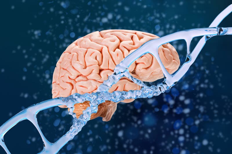 Human Brain, Dna Structure Helix, Deoxyribonucleic Acid, Nucleic ...