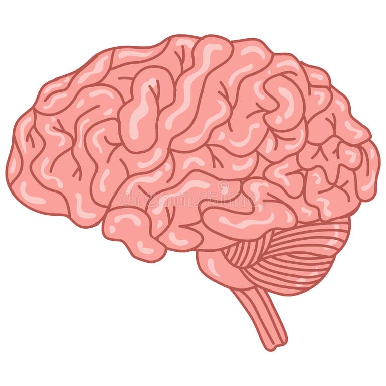 Human Brain Doodle Art Drawing Vector Illustration Stock Vector ...