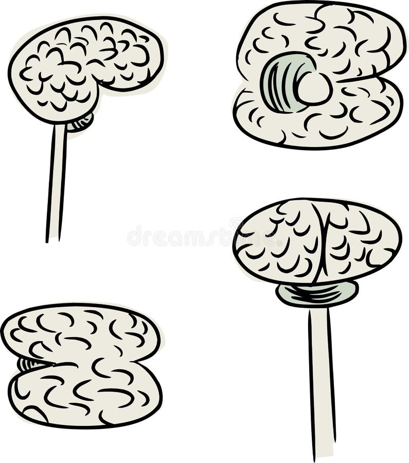 Human Brain Doodle stock vector. Illustration of organ - 39170654