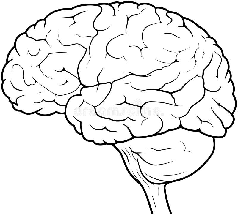 Brain Stem Stock Illustrations – 2,127 Brain Stem Stock Illustrations ...