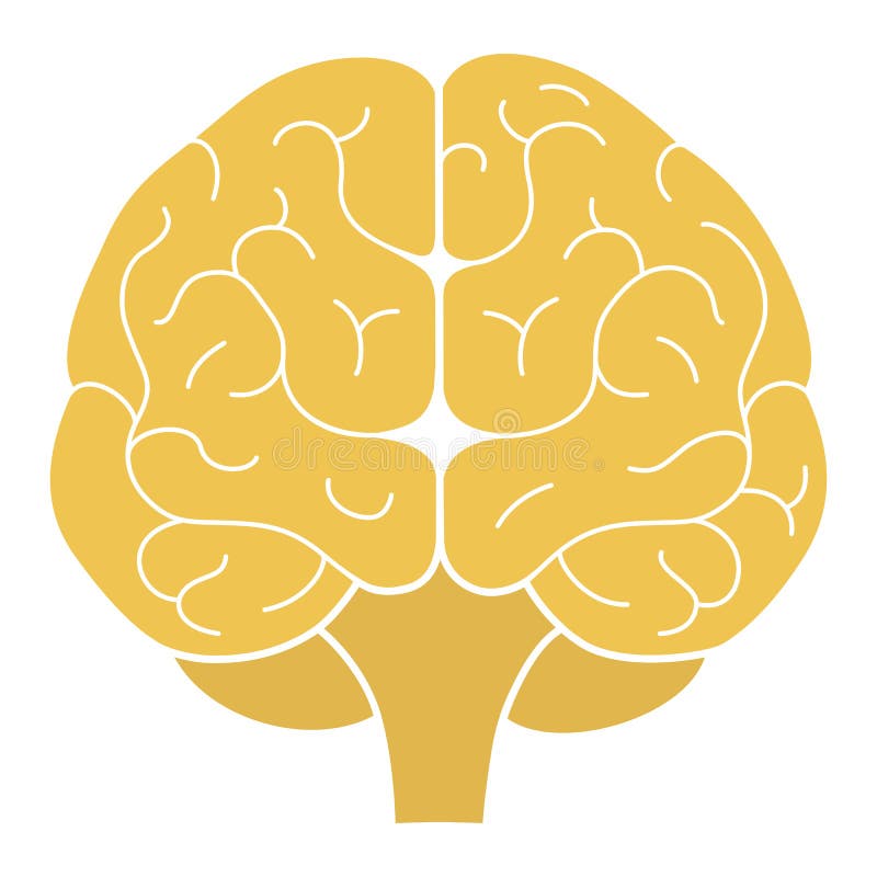 12+ Human brain front Free Stock Photos - StockFreeImages