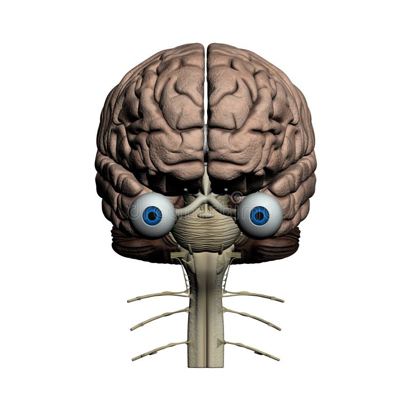 Human brain frontal view stock illustration. Illustration of cray ...