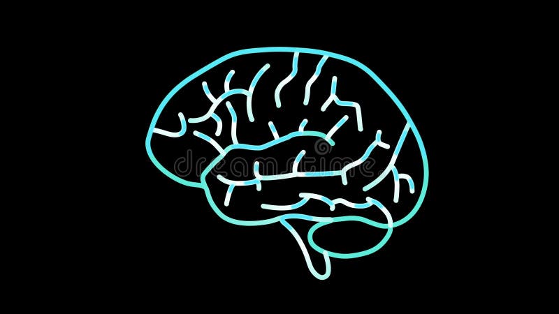 The Human Brain Grows from Points. Neurons Move Along the Lines. Alpha ...