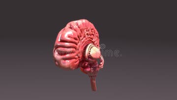 Human Brain Half Aerial View Stock Illustrations – 8 Human Brain Half ...