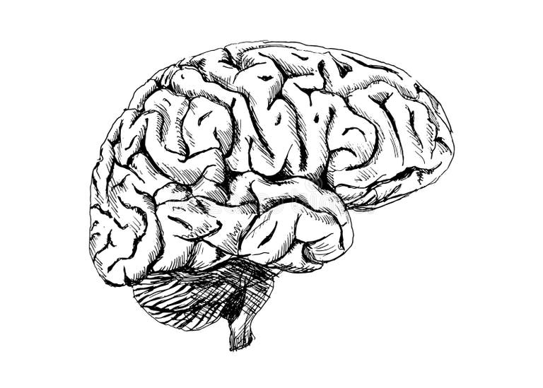 Human brain stock vector. Illustration of neurology, brain - 52685996