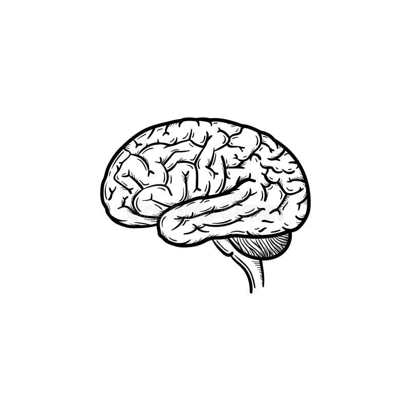Human Brain Hand Drawn Outline Doodle Icon. Stock Vector - Illustration ...