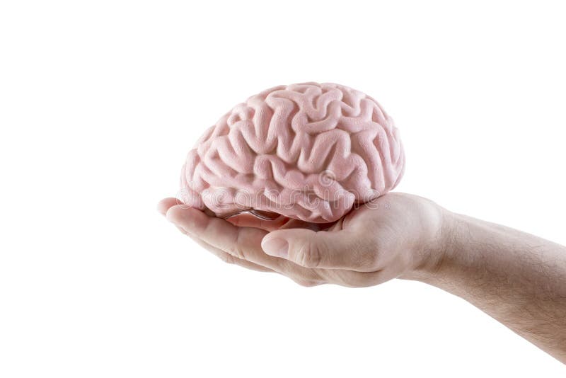 Brain in hand stock image. Image of arms, expertise, background - 24904343