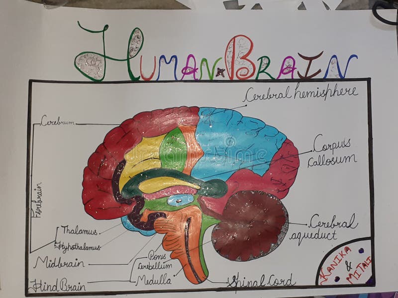 Human Brain Hand Made Chart Stock Image - Image of hand, chart: 168769463