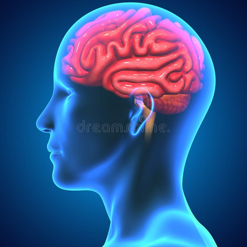 Brain parts stock illustration. Illustration of lobe - 48738796