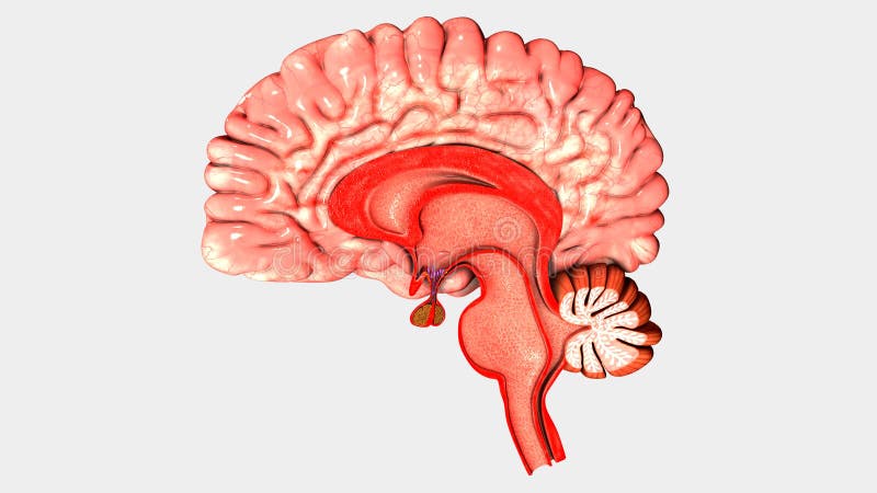 Human Brain Intersection stock illustration. Illustration of health ...