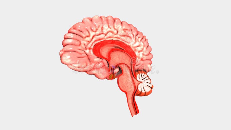Human Brain Intersection stock illustration. Illustration of artery ...