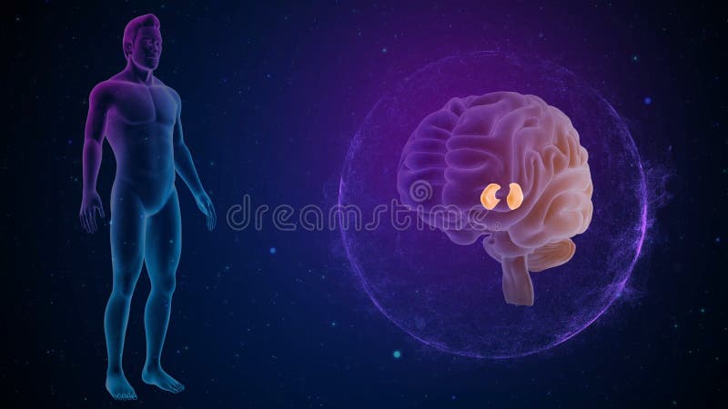 Parts of Brain with Human Body Stock Illustration - Illustration of ...