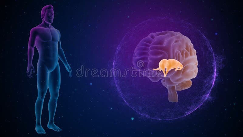 Parts of Brain with Human Body Stock Illustration - Illustration of ...