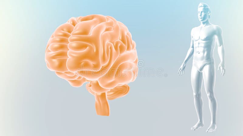 Parts of Brain with Human Body Stock Illustration - Illustration of ...
