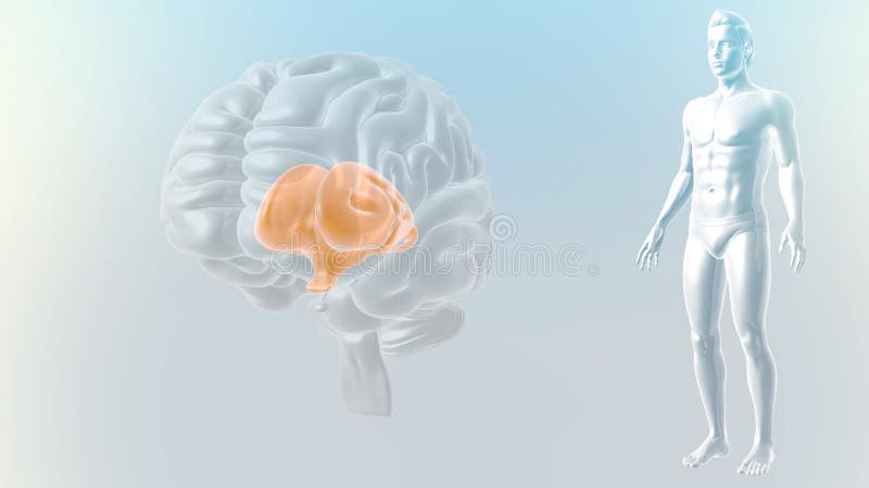 Parts of Brain with Human Body Stock Illustration - Illustration of ...