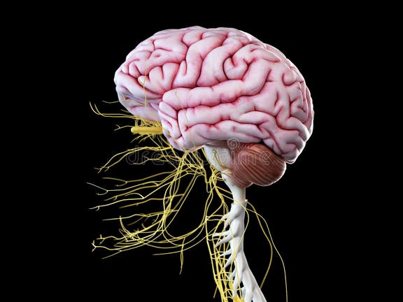 The Human Brain and Head Nerves Stock Illustration - Illustration of ...