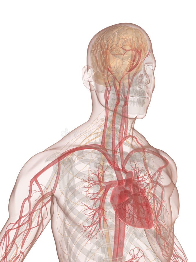 Human Brain And Heart Royalty Free Stock Photos - Image: 8690848