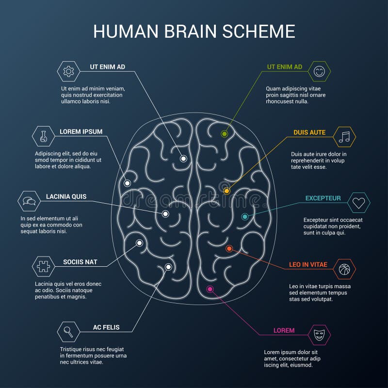 Human Brain Hemispheres. Illustration Showing the Structure of the ...