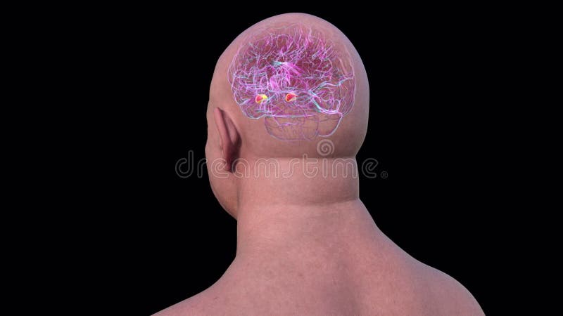 Human Brain with Highlighted Amygdala, 3D Animation Stock Footage ...
