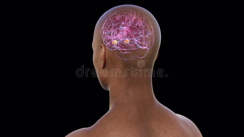 Human Brain with Highlighted Amygdala, 3D Animation Stock Footage ...