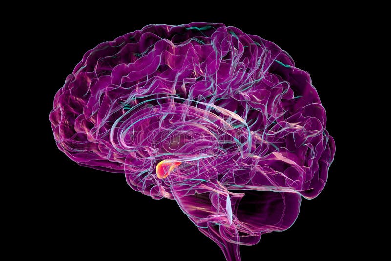 Human Brain with Highlighted Amygdala, 3D Illustration Stock ...