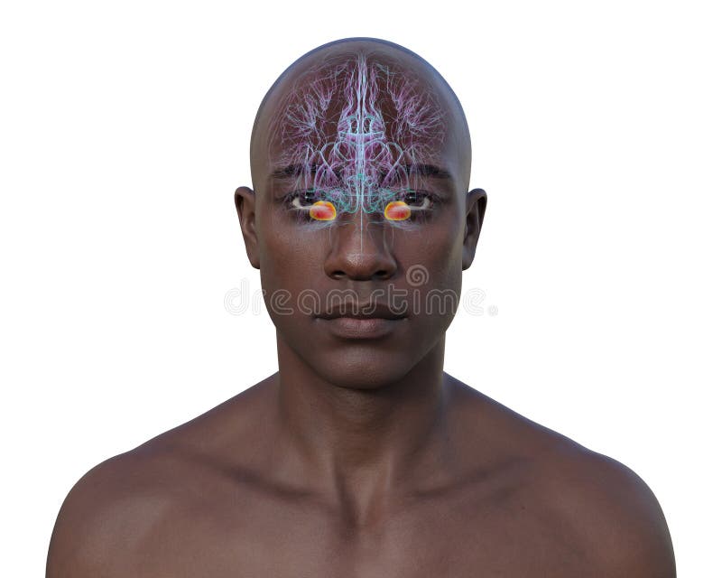 Human Brain with Highlighted Internal Capsule, 3D Illustration Stock ...