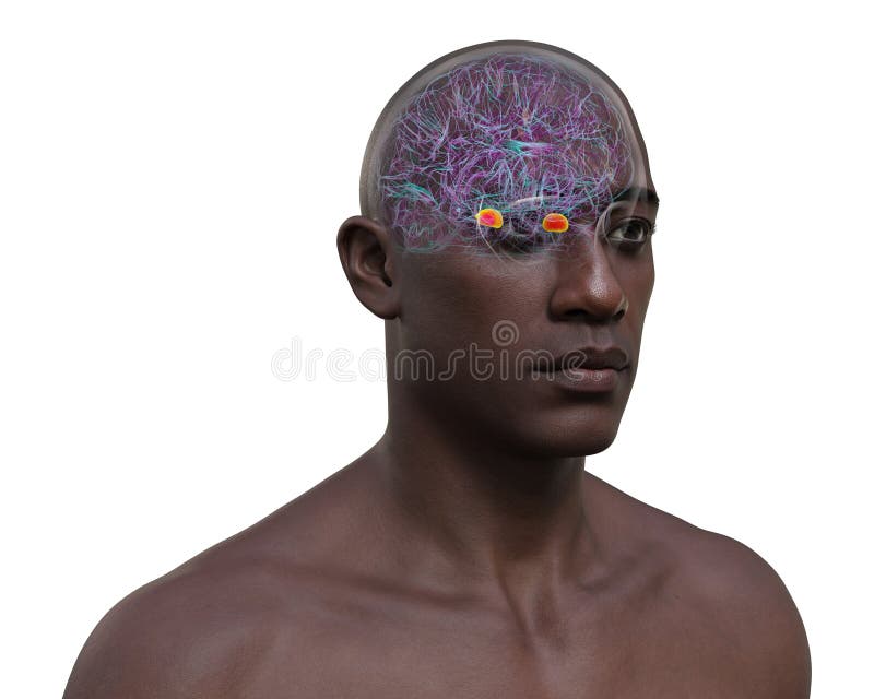Human Brain with Highlighted Internal Capsule, 3D Illustration Stock ...