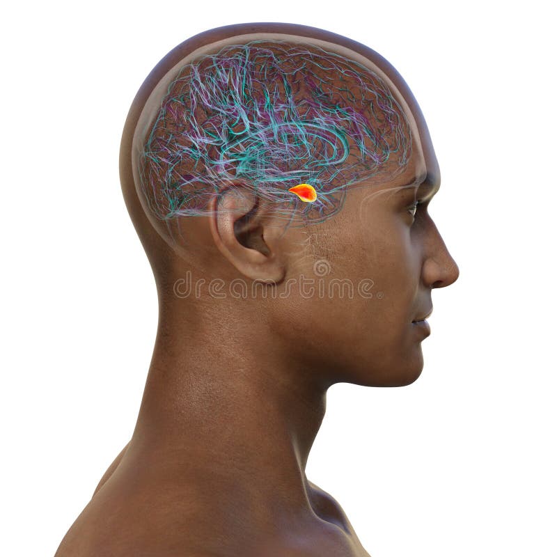 Human Brain with Highlighted Internal Capsule, 3D Illustration Stock ...