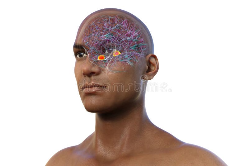 Human Brain with Highlighted Amygdala, 3D Illustration Stock ...