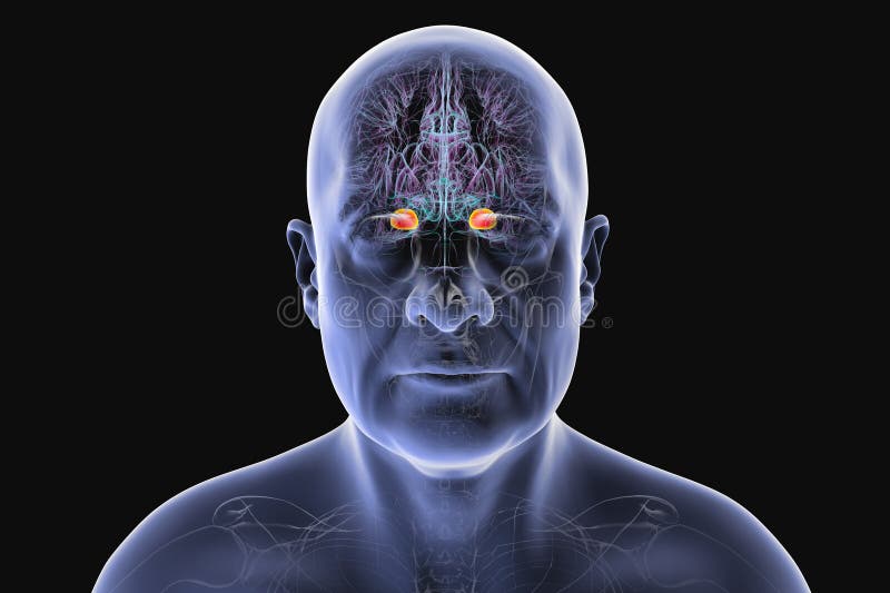 Human Brain with Highlighted Amygdala, 3D Illustration Stock ...