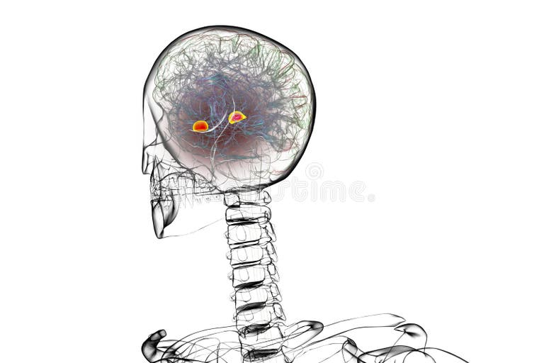 Human Brain with Highlighted Amygdala, 3D Illustration Stock ...