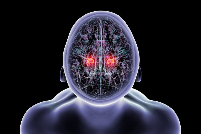 Human Brain with Highlighted Amygdala, 3D Illustration Stock ...