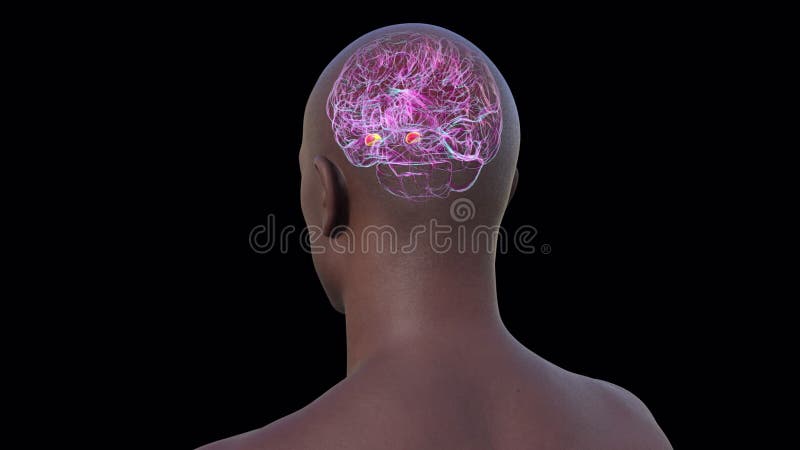 Human Brain with Highlighted Amygdala, 3D Animation Stock Video - Video ...