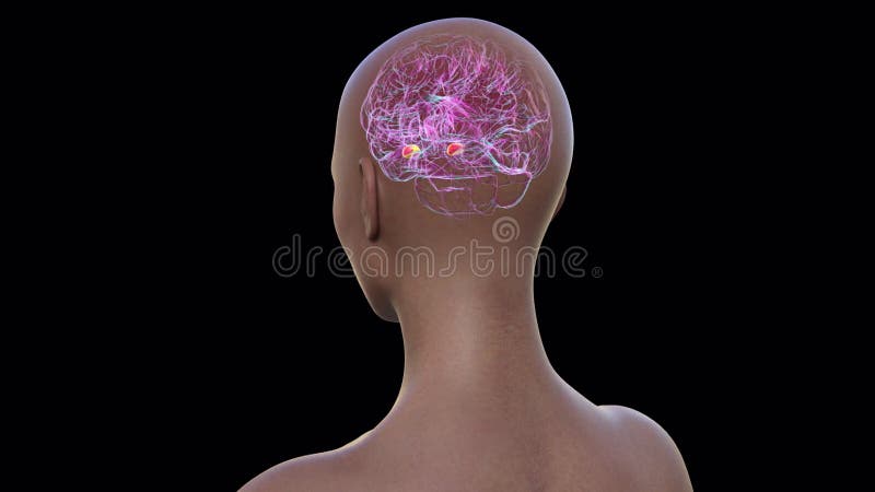 Human Brain with Highlighted Amygdala, 3D Animation Stock Video - Video ...