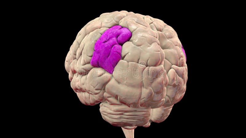 Human Brain with Highlighted Angular Gyrus, 3D Animation Stock Footage ...