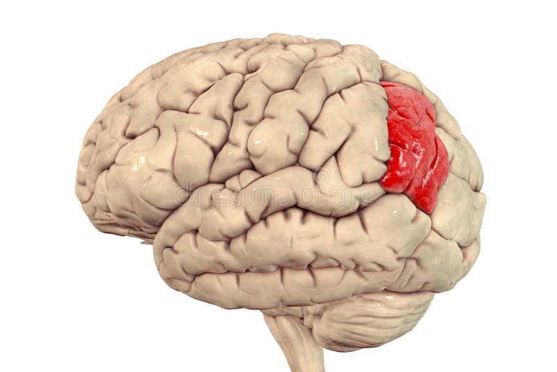 Human Brain with Highlighted Angular Gyrus Stock Illustration ...