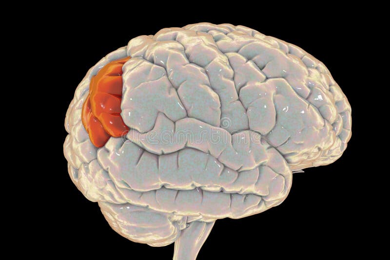 Human Brain with Highlighted Angular Gyrus Stock Illustration ...