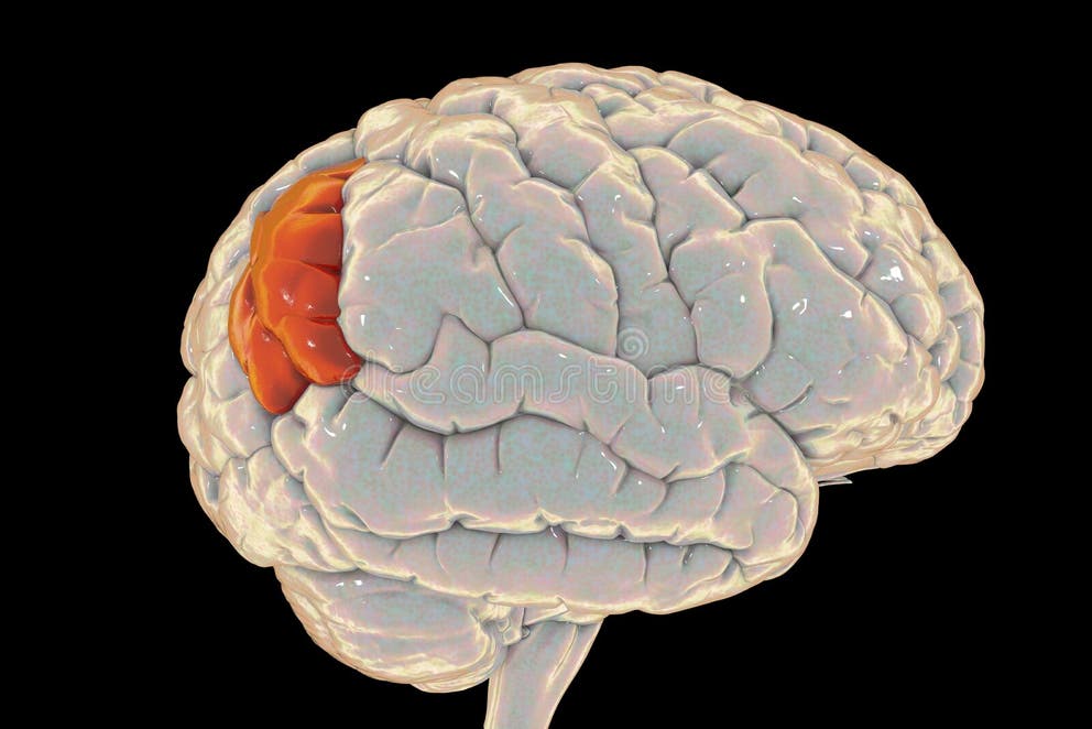 Human Brain with Highlighted Angular Gyrus Stock Illustration ...