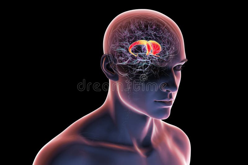 Caudate Nucleus in Human Brain, 3D Illustration Stock Illustration - Illustration of internal ...