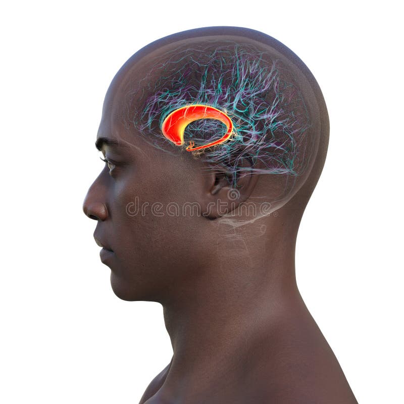 Human Brain with Highlighted Caudate Nucleus, 3D Illustration Stock Illustration - Illustration ...