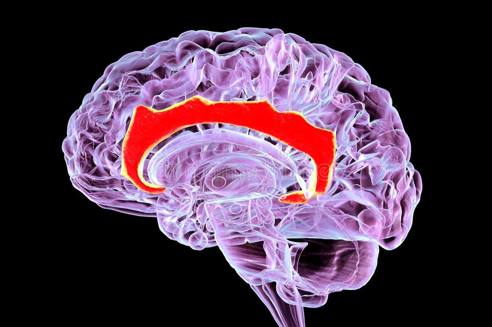 Human Brain with Highlighted Cingulate Gyrus, 3D Illustration Stock ...