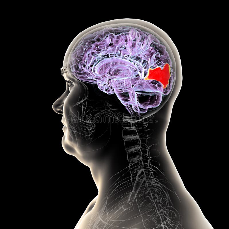 Visual Processing Area Stock Illustrations – 170 Visual Processing Area ...