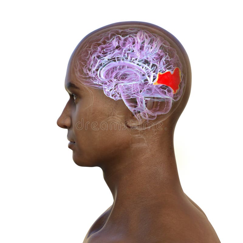 Visual Processing Stock Illustrations – 22,930 Visual Processing Stock ...